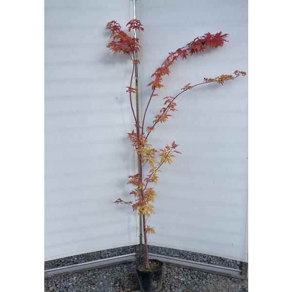 鮮やかな赤色の幹肌のモミジ☆【送料込の価格ですので大変お買い得となっております♪】☆商品情報☆サンゴモミジは寒くなると若枝の幹色が赤く紅葉する存在感のあるモミジです☆葉っぱの紅葉も黄色く紅葉し美しく、春〜夏も葉の緑と幹の赤のコントラストがと...