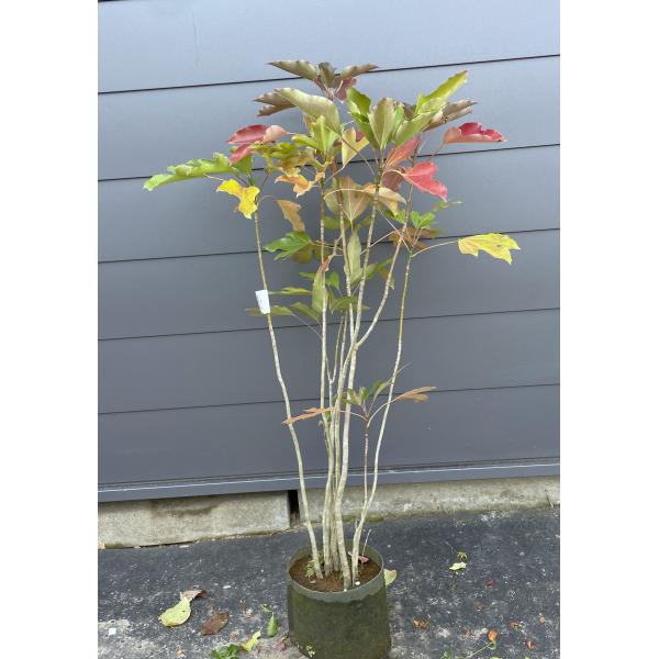 日陰の目隠しに最適の植木♪【送料込の価格ですので大変お買い得となっております♪】☆商品情報☆カクレミノは切れ込みがある葉が特徴的で、ツヤのある葉の緑が美しい木です。日当たりの悪い場所や狭い場所でも生育可能です。一枚一枚の葉が大きく目隠しなど...