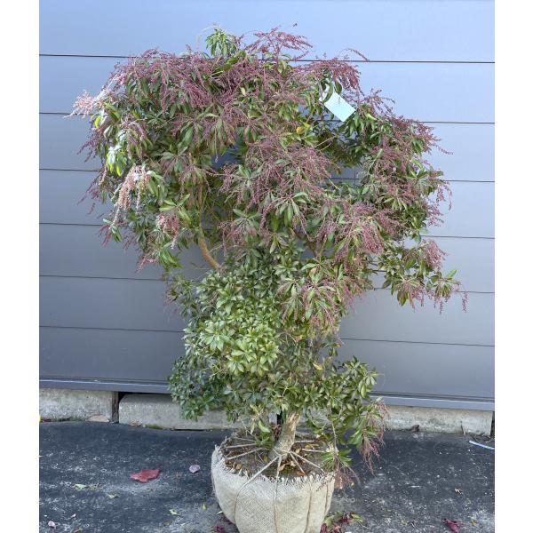 鈴なりの花が咲き誇る姿は圧巻♪【送料無料でのお届けですので大変お買い得となっております♪】☆商品情報☆鈴状の花が連なってシャンデリアの様な花が一面に咲くアセビです♪花の季節は息を呑むほどの美しさです☆可愛らしいピンクの花が一面に咲く姿は圧巻...