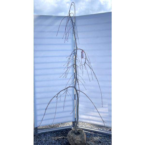 ふわふわの可愛いシダレ八重桜♪【送料無料でのお届けですので大変お買い得となっております♪】☆商品情報☆希少な雨情しだれ桜です。ピンクの小花の八重桜がたくさん咲くシダレ桜です☆ふわふわの花がいっぱいさく姿がかわいらしく庭を彩りますしだれ桜が織...