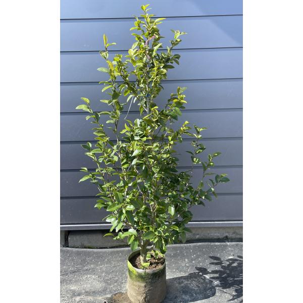 バナナの香りがする木♪【送料無料でのお届けですので大変お買い得となっております♪】☆商品情報☆オガタマの木のです花からバナナの様な甘い香りが漂う樹木です♪可愛い花からあたり一面にバナナの香りいっぱいに広がりますよ♪全長　　約1.5メートル樹...