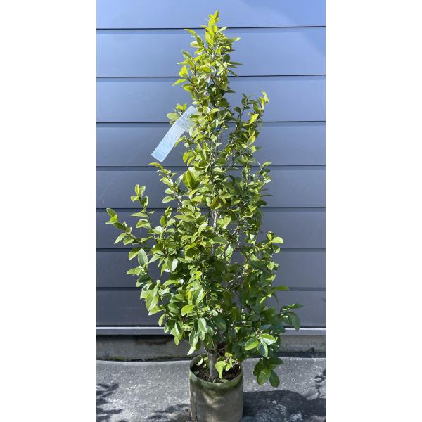 バナナの香りがする木♪【送料無料でのお届けですので大変お買い得となっております♪】☆商品情報☆オガタマの木のです花からバナナの様な甘い香りが漂う樹木です♪可愛い花からあたり一面にバナナの香りいっぱいに広がりますよ♪全長　　約1.5メートル樹...