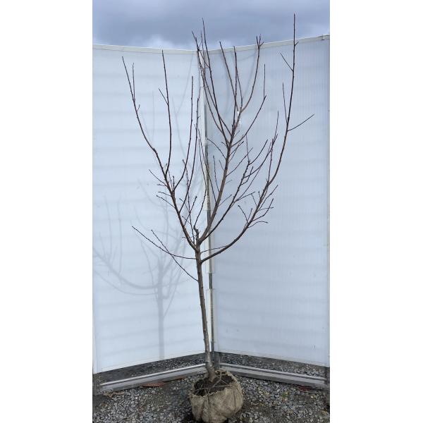 高級桃を自宅で収穫できる大苗桃の木♪【送料込みでのお届けですので大変お買い得となっております♪】☆商品情報☆大きな桃の果樹苗木です！甘くて美味しい桃をご自宅で楽しめます大きな苗木ですので、早期に大量の収穫を期待できます☆全長　　約２メートル...