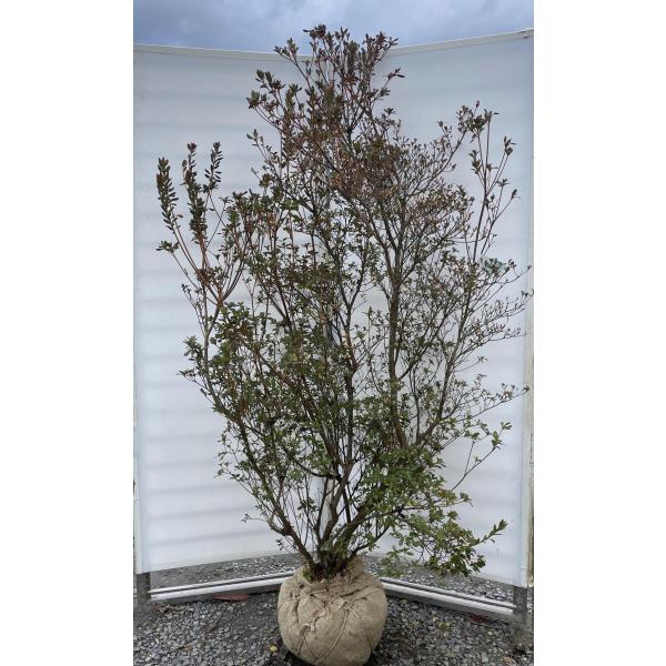 燃える様な赤花が圧巻のツツジ♪【送料無料でのお届けですので大変お買い得となっております♪】☆商品情報☆思わず息を呑む程の美しさの花が咲き誇る本霧島ツツジです燃えるようニ咲き乱れる姿は圧巻です！全長　　約２メートル樹高　　約1.8メートル株立...