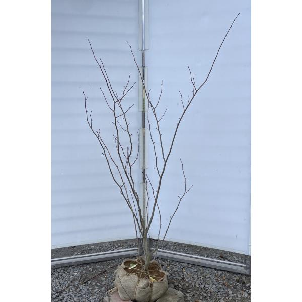 ハート形の葉っぱで生け花に人気♪【送料無料でのお届けですので大変お買い得となっております♪】☆商品情報☆葉っぱがハート形で可愛らしく生け花にもよく使われる庭木です紅葉が大変美しく、緑→黄緑→赤紫色と変化していき、紅葉期の景観は圧巻ですシンボ...