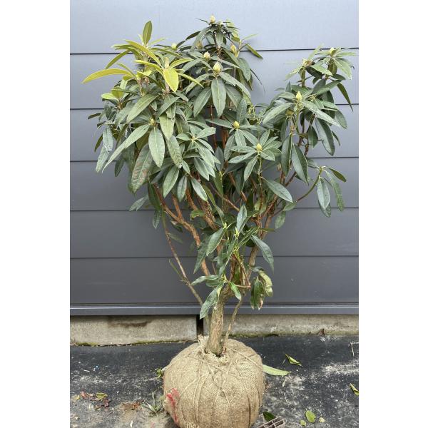 春の庭を豪華に彩る花♪【送料込みでの販売ですので大変お得になっております♪】商品情報☆赤花で大きくふわふわの花がとても綺麗な西洋シャクナゲです♪燃える様な真っ赤な花が咲き乱れる姿が圧巻の希少なビビアニーシャクナゲ☆全長　　約1.3メートル樹...