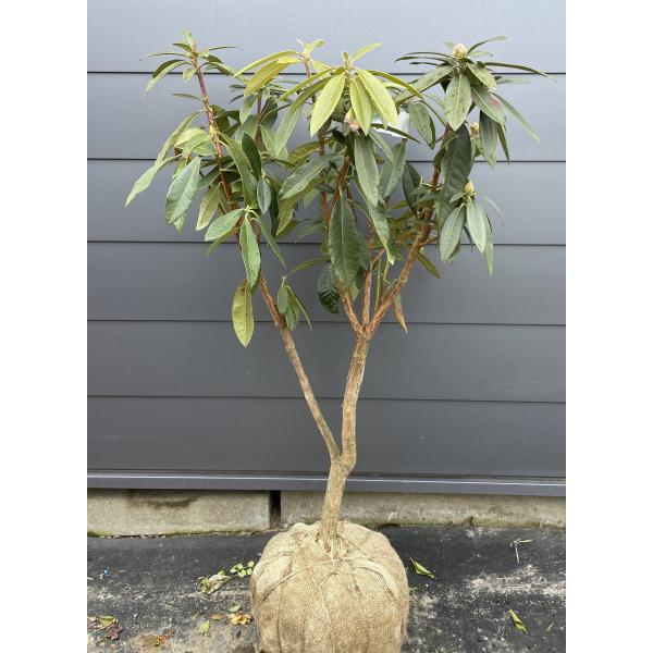 春の庭を豪華に彩る花♪【送料込みでの販売ですので大変お得になっております♪】商品情報☆赤花で大きくふわふわの花がとても綺麗な西洋シャクナゲです♪燃える様な真っ赤な花が咲き乱れる姿が圧巻の希少なビビアニーシャクナゲ☆全長　　約1.2メートル樹...