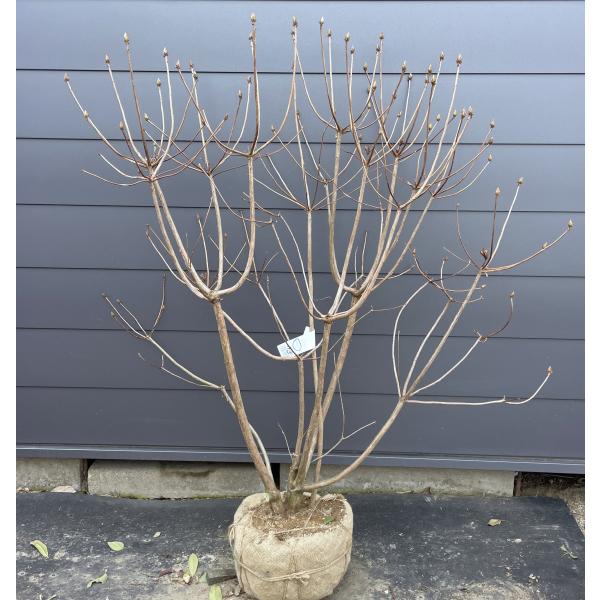 花が咲き誇る姿は圧巻のエクスバリー♪【送料込の価格ですので大変お買い得となっております♪】☆商品情報☆希少なエクスバリー　アザレアの黄花もしくはオレンジ花の品種です！株立ちに仕立てたエスクバリーはとても珍しく希少な一株です。可憐な花が咲き誇...