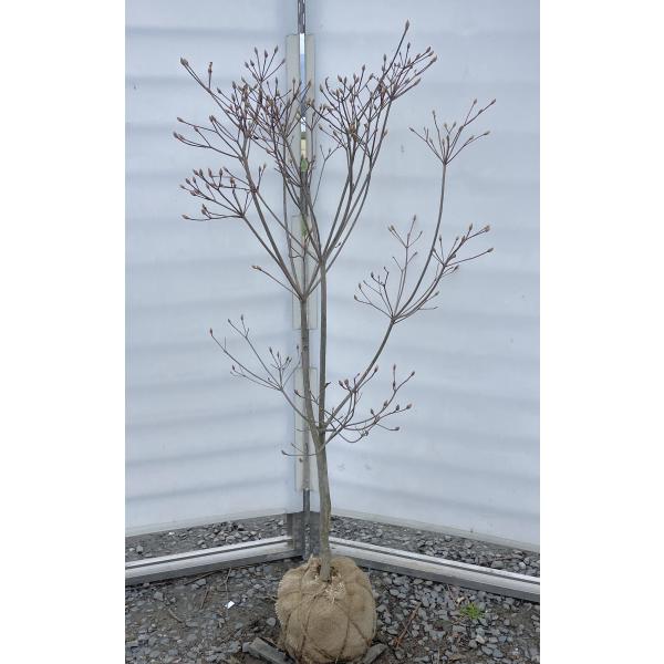 圧巻の花のイワツツジ♪【送料込みでのお届けですので大変お買い得となっております♪】☆商品情報☆ハヤトミツバツツジ(イワツツジ)です♪『ハヤトミツバツツジ』は別名イワツツジとも呼ばれ、三つ葉ツツジの中でも原種に近い希少なツツジです☆通常のミツ...