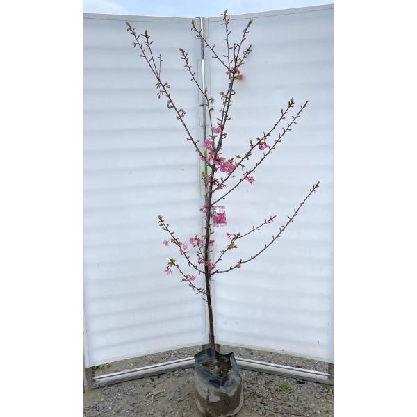 一番乗りに咲く桜の木♪【送料込みでのお届けですので大変お買い得となっております♪】☆商品情報☆紅福/べにふく　は河津桜の新品種で河津桜の中でもさらに早咲きの品種で、花色も濃いピンク色ですまだ寒さが残る頃に濃いピンクに色づいた花がとても綺麗で...