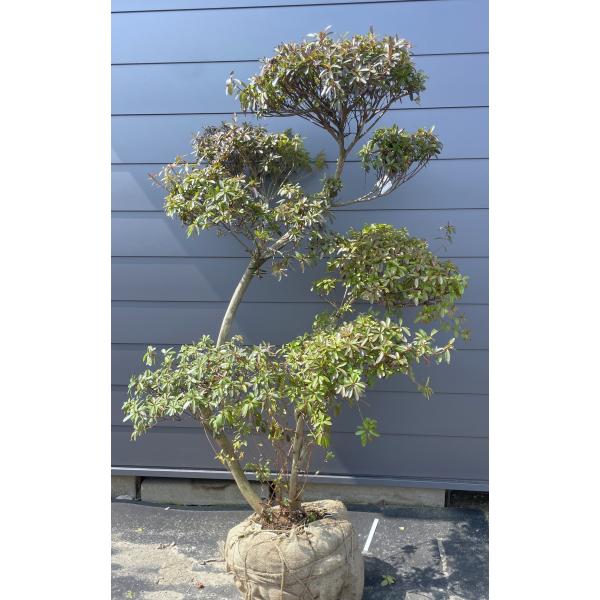 ５〜６月に咲くサツキツツジ♪【送料込みでのお届けですので大変お買い得となっております♪】☆商品情報☆サツキツツジのさつま紅／サツマベニ　です♪サツキの中でも希少な品種です可愛らしい花が咲く姿は圧巻です！全長　約1.8ｍ樹高　約1.6ｍこちら...