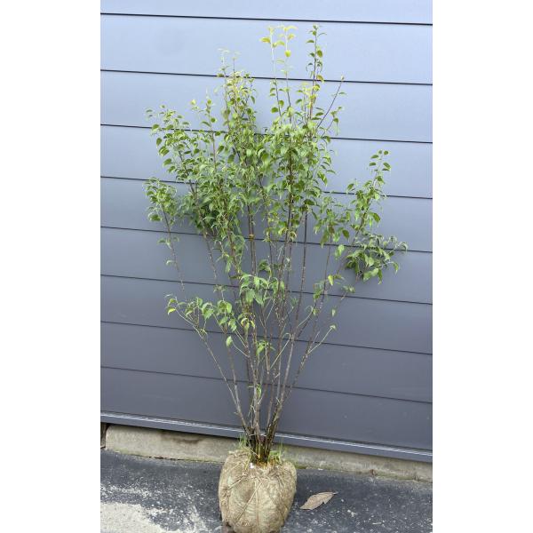 可憐な花が人気のハイノキ☆【送料無料でのお届けですので大変お買い得となっております♪】☆商品情報☆ハイノキの美樹形な株立ちです♪葉が小さく都会的で爽やかな印象の植木です☆全長　　約1.6メートル樹高　　約1.4メートル株立ち　８本以上こちら...