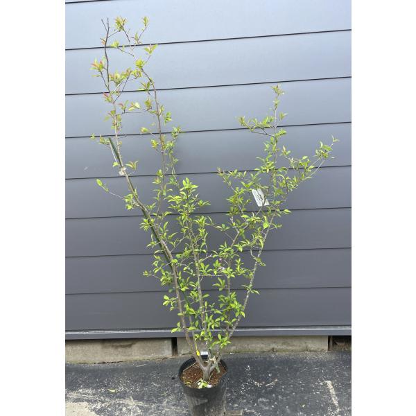 春に可愛らしい花を咲かせる木♪【送料込みでのお届けですので大変お買い得となっております♪】☆商品情報☆可愛らしいピンクの花が春に沢山咲く木です♪花の美しさは中国の玄宗皇帝が楊貴妃をハナカイドウに例えた程で、美人の代名詞としても使われる事があ...