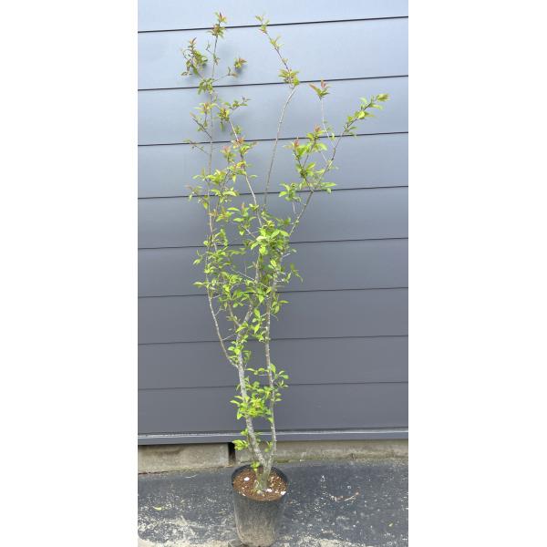 春に可愛らしい花を咲かせる木♪【送料込みでのお届けですので大変お買い得となっております♪】☆商品情報☆可愛らしいピンクの花が春に沢山咲く木です♪花の美しさは中国の玄宗皇帝が楊貴妃をハナカイドウに例えた程で、美人の代名詞としても使われる事があ...