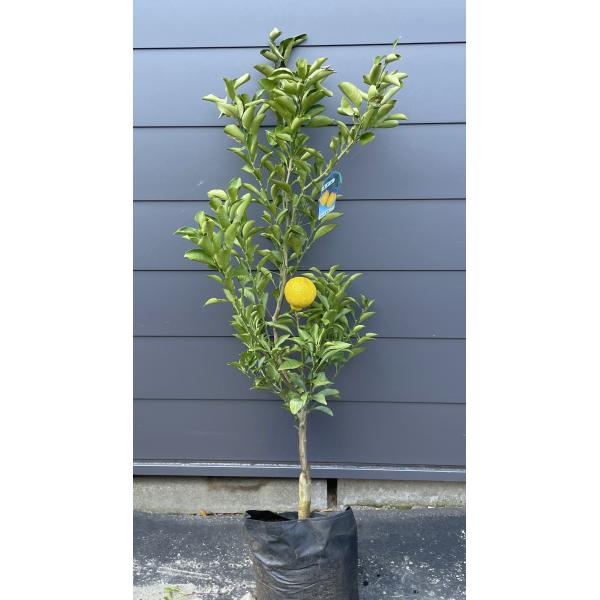 庭や鉢植えでミカンの実が楽しめる♪【送料無料でのお届けですので大変お買い得となっております♪】☆商品情報☆大きなミカンの木の苗木です☆はるかは比較的新しい品種でおいしさも抜群です♪甘くて美味しいミカンをご自宅で楽しめます♪全長　約1.4メー...