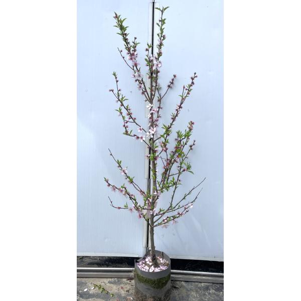 花と実が楽しめるアーモンド♪【送料無料でのお届けですので大変お買い得となっております♪】☆商品情報☆アーモンドの木アーモンドは桜の仲間で、大き目の桜の花の様な花が咲きます９月頃に出来る種はアーモンドの実として楽しめます☆全長　約1.7メート...