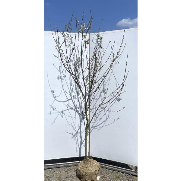 ３色咲きに見える花桃♪【送料無料でのお届けですので大変お買い得となっております♪】☆商品情報☆花桃の中でも希少な源平タイプです♪源平花桃は赤、白、紅白混じりの三色が１本の木から咲き誇り、その姿は圧巻です。全長　約2.1メートル樹高　約1.9...