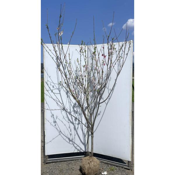 ３色咲きに見える花桃♪【送料無料でのお届けですので大変お買い得となっております♪】☆商品情報☆花桃の中でも希少な源平タイプです♪源平花桃は赤、白、紅白混じりの三色が１本の木から咲き誇り、その姿は圧巻です。全長　約2.4メートル樹高　約2.2...