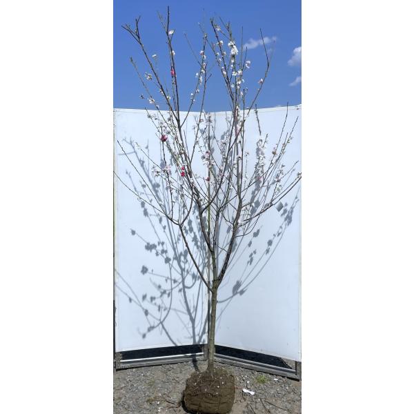 ３色咲きに見える花桃♪【送料無料でのお届けですので大変お買い得となっております♪】☆商品情報☆花桃の中でも希少な源平タイプです♪源平花桃は赤、白、紅白混じりの三色が１本の木から咲き誇り、その姿は圧巻です。全長　約2.5メートル樹高　約2.3...