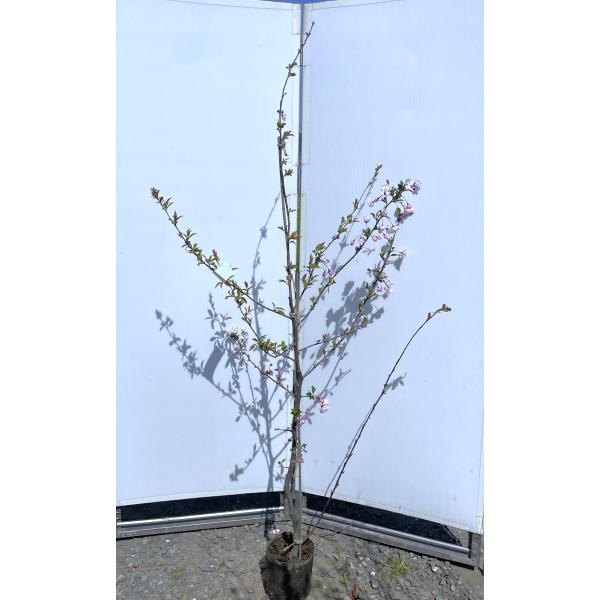 春に可愛らしい花を咲かせる木♪【送料込みでのお届けですので大変お買い得となっております♪】☆商品情報☆可愛らしいピンクの花が春に沢山咲く木です♪花の美しさは中国の玄宗皇帝が楊貴妃をハナカイドウに例えた程で、美人の代名詞としても使われる事があ...