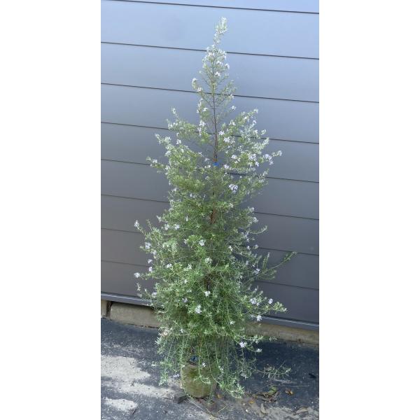 一年中咲く四季咲きローズマリー♪【送料無料でのお届けですので大変お買い得となっております♪】☆商品情報☆薄紫色の可愛らしい花を咲かせるウエストリンギア/オーストラリアンローズマリーです♪春をメインにたくさんの花を咲かせ、四季咲き性があるので...