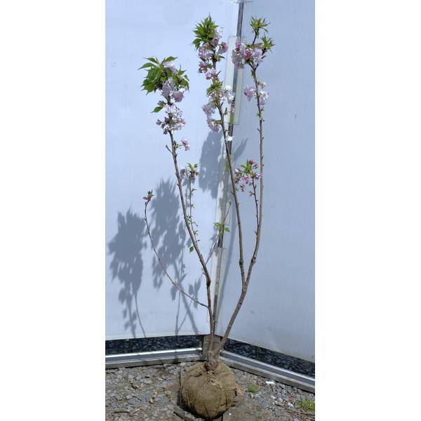 花付きが良い多花品種の桜☆【送料込みでのお届けですので大変お買い得となっております♪】☆商品情報☆桜の中でも若いうちから花付きの良い品種です♪薄くピンクに色づいた花がとても綺麗です。全長　　約1.4メートル程度樹高　　約1.2メートル程度株...