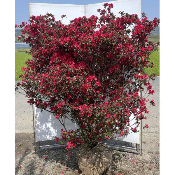 燃え上がる様な圧巻の花のツツジ♪【送料無料でのお届けですので大変お買い得となっております♪】☆商品情報☆樹齢十年以上の久留米ツツジの『筑紫紅』の株立ちです。希少品種でこれだけ大きな筑紫紅はあまり出回らない一株です☆本霧島よりも花が大きく、真...