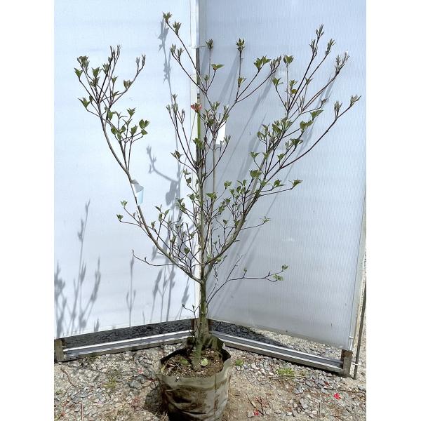 希少な赤花の遅咲きハナミズキです♪【送料無料でのお届けですので大変お買い得となっております♪】☆商品情報☆赤花で遅咲きで長く花を楽しめるレッドビューティーです♪全長　　約1.6メートル樹高　　約1.4メートルこちらの販売ページは写真の商品の...