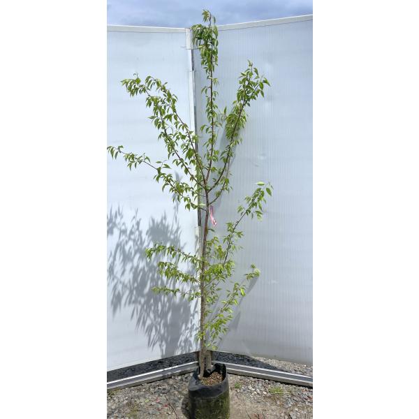 希少な桜を通販にて販売しています♪【送料無料でのお届けですので大変お買い得となっております♪】☆商品情報☆春と秋に２回咲く珍しい品種です♪圧巻の美しさで広く愛される桜です☆全長　約２メートル樹高　約1.8メートルこちらの販売ページは写真の商...