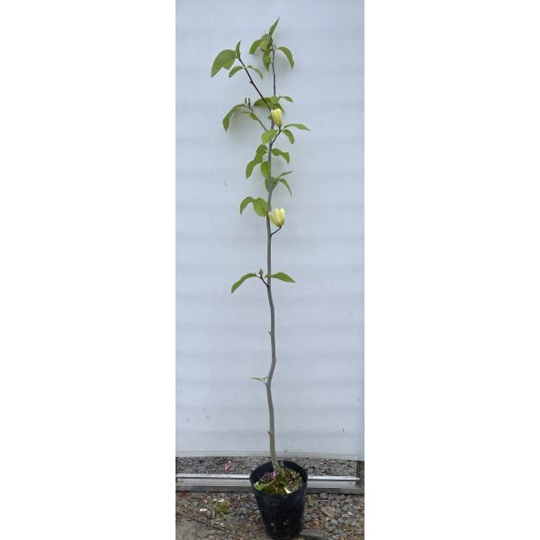 可愛い花の黄花のモクレン♪【送料無料でのお届けですので大変お買い得となっております♪】☆商品情報☆黄花の木蓮の『イエローバード』です♪鮮やかな黄色がとても美しく庭を彩ってくれます。強健で育てやすい品種なので初心者にもお勧めです☆全長　約1....