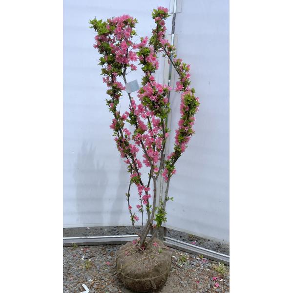 ピンクの八重花の久留米ツツジ♪【送料込の価格ですので大変お買い得となっております♪】久留米ツツジの株立ちです！樹齢十年以上の久留米ツツジのキリン(麒麟)の株立ちです。小花のピンク花で、ツツジ類の中でも花量の多い品種です☆可愛らしいピンクの花...