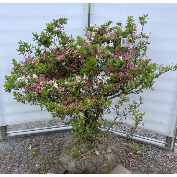 ３色咲きの美しい希少ツツジ♪【送料無料でのお届けですので大変お買い得となっております♪】☆商品情報☆常夏はピンクと白が入り混じった絞り花の品種です。色んな色合いの花が１つの木から咲き誇る存在感抜群のツツジです♪全長　約1.1メートル樹高　約...