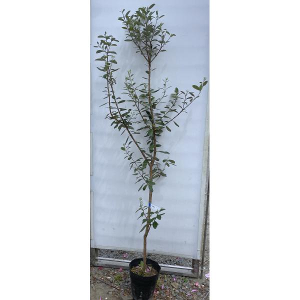 花付きの良い品種のフェイジョア♪アポロ♪【送料込みの価格となっておりますので大変お買い得となっております♪】☆商品情報☆フェイジョアの中でも特に花と実が多い品種の『アポロ』です☆花が多いので観葉植物としても適していますし、受粉用としても活躍...