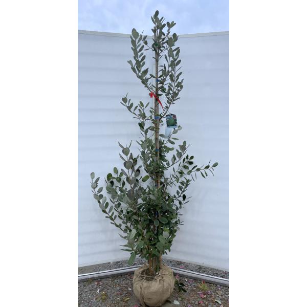 花付きの良い品種のフェイジョア♪アポロ♪【送料込みの価格となっておりますので大変お買い得となっております♪】☆商品情報☆フェイジョアの中でも特に花と実が多い品種の『アポロ』です☆花が多いので観葉植物としても適していますし、受粉用としても活躍...