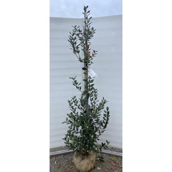 初心者にもお勧めの品種のフェイジョア・ジェミニ♪【送料込みの価格となっておりますので大変お買い得となっております♪】☆商品情報☆フェイジョア・ジェミニ早めに実が成る品種で、香りが高く濃厚な味わいの品種です。１本でも実が成る自家結実性があると...