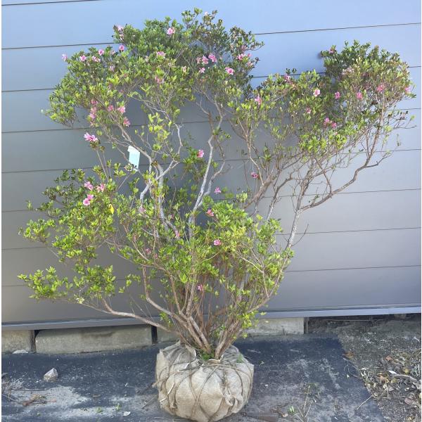 希少な霧島ツツジの特大株♪♪【送料無料でのお届けですので大変お買い得となっております♪】☆商品情報☆希少な薄ピンクの霧島ツツジです。根本は白くて花先にかけてピンクに色づく霧島ツツジです♪花が咲き乱れる姿は圧巻です！全長　　約1.6メートル樹...