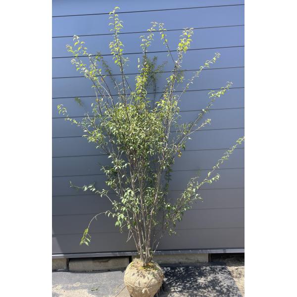 可憐な花が人気のハイノキ☆【送料無料でのお届けですので大変お買い得となっております♪】☆商品情報☆ハイノキの美樹形な株立ちです♪葉が小さく都会的で爽やかな印象の植木です☆全長　　約2.2メートル樹高　　約２メートル株立ち　７本以上こちらの販...