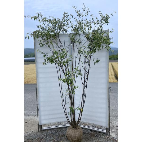 可憐な花が人気のハイノキ☆【送料無料でのお届けですので大変お買い得となっております♪】☆商品情報☆ハイノキの美樹形な株立ちです♪葉が小さく都会的で爽やかな印象の植木です☆全長　　約2.5メートル樹高　　約2.3メートル株立ち　10本以上こち...