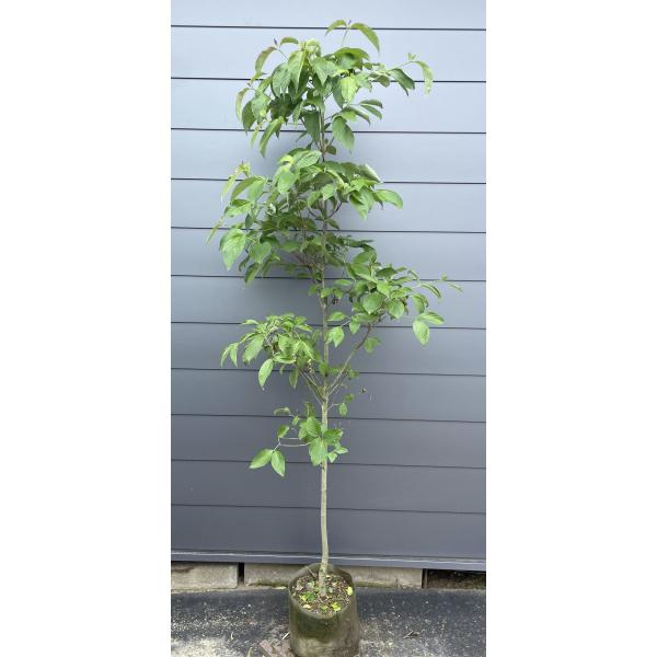 【送料無料ですので大変お買い得となっております♪】赤花で可愛らしい印象のチェロキーチーフです♪しっかりと真っすぐ育てた１本株のハナミズキです全長　　約2.1メートル樹高　　約1.9メートルこちらの販売ページは写真の商品の現品での発送となりま...