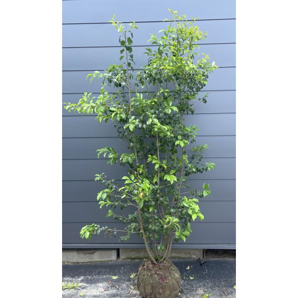 可愛い赤い実が成る木♪【送料無料でのお届けですので大変お買い得となっております♪】☆商品情報☆ソヨゴのとても美樹形な株立ちです♪樹形の良い涼し気な印象の株立ちです！シンボルツリーとしても申し分の無い株立ちですよ。全長　　約2.1メートル樹高...