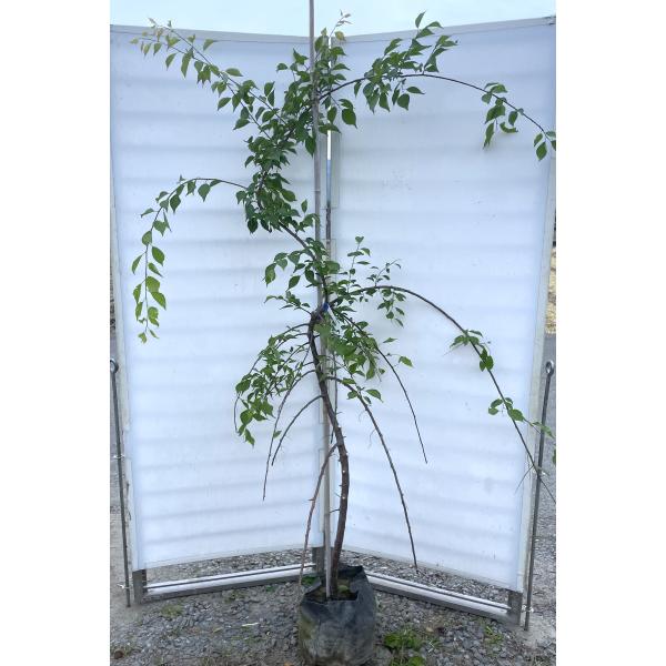 樹形美を楽しめるシダレ梅♪【送料込みでのお届けですので大変お買い得となっております♪】☆商品情報☆職人が長年掛けて仕立てた美樹形のしだれ梅です全長　約1.9メートル樹高　約1.7メートルこちらの販売ページは写真の商品の現品での発送となります...