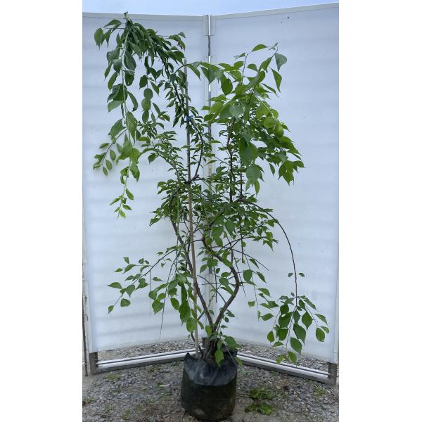 希少な紅白のシダレ梅♪【送料込みでのお届けですので大変お買い得となっております♪】☆商品情報☆職人が長年掛けて仕立てた美樹形のしだれ梅ですピンク花と白花と紅花の株立ちになっている豪華なシダレ梅です♪他ではお目にかかれない希少なしだれ梅です☆...