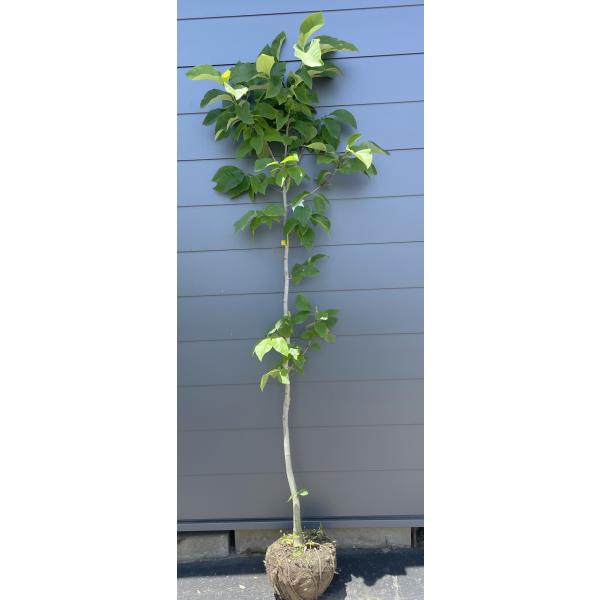 可愛い花の黄花のモクレン♪【送料無料でのお届けですので大変お買い得となっております♪】☆商品情報☆黄花の木蓮の『イエローバード』です♪鮮やかな黄色がとても美しく庭を彩ってくれます。強健で育てやすい品種なので初心者にもお勧めです☆全長　約2....