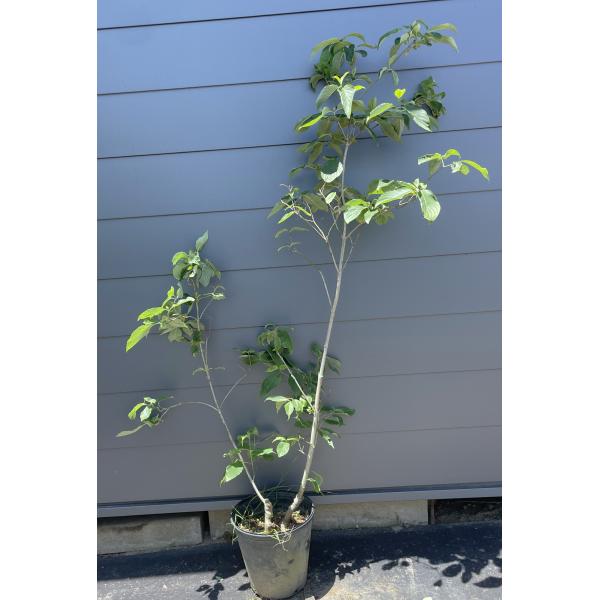 可憐な白花のハナミズキ♪【送料込みでのお届けですので大変お買い得となっております♪】☆商品情報☆根強い人気のハナミズキの中でも希少な株立ちです☆可憐で美しい白花ののハナミズキです。ハナミズキの株立ちはなかなか手に入らない逸品ですよ♪全長　　...