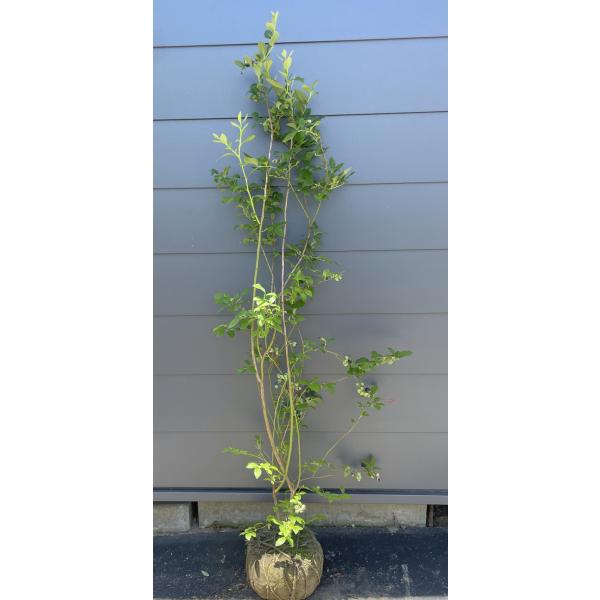 香り良く多実品種ブルーベリー♪【送料込みでのお届けですので大変お買い得となっております♪】☆商品情報☆ブルーベリーの中でも最大級の多実の品種『ビックオニール』ですただの果樹としてではなく、庭を彩る植木としても立ち姿そのものも楽しめる様に仕立...