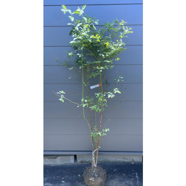 シンボルに出来る株立ちブルーベリー♪【送料込みでのお届けですので大変お買い得となっております♪】☆商品情報☆とても大きな株立ちのブルーベリーです！大きな株を植える事で早期に大量の収穫が期待できます♪ブルーベリーを植えるなら是非１株は欲しい定...