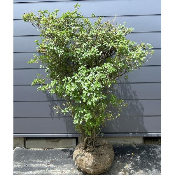 燃え上がる様な圧巻の花のツツジ♪【送料無料でのお届けですので大変お買い得となっております♪】☆商品情報☆樹齢十年以上の久留米ツツジの『筑紫紅』の株立ちです。希少品種でこれだけ大きな筑紫紅はあまり出回らない一株です☆本霧島よりも花が大きく、真...