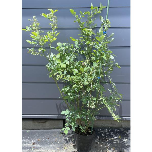 株立ち仕立てのブルーベリー♪【送料込みでのお届けですので大変お買い得となっております♪】☆商品情報☆とても大きな株立ちのブルーベリーです！大きな株を植える事で早期に大量の収穫が期待できます♪株立ちになっている樹形の良い株を店長自ら厳選しまし...