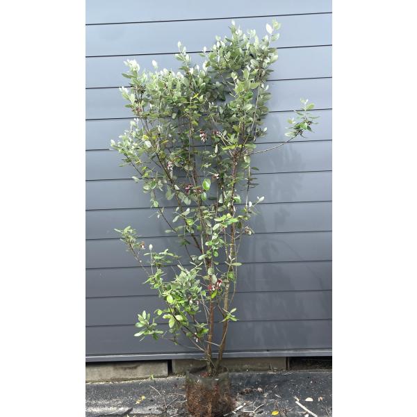 洋風に庭に良くあるフェイジョア♪【送料込みの価格となっておりますので大変お買い得となっております♪】☆商品情報☆春に赤い花を咲かせ、秋に南フルーツの様な香りの良い果実を実らせます全長　　約2.2メートル樹高　　約２メートル株立ち　２本株品種...