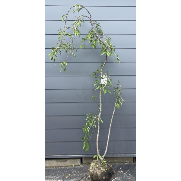 ふわふわの可愛いシダレ八重桜♪【送料無料でのお届けですので大変お買い得となっております♪】☆商品情報☆希少な雨情しだれ桜です。ピンクの小花の八重桜がたくさん咲くシダレ桜です☆ふわふわの花がいっぱいさく姿がかわいらしく庭を彩りますしだれ桜が織...